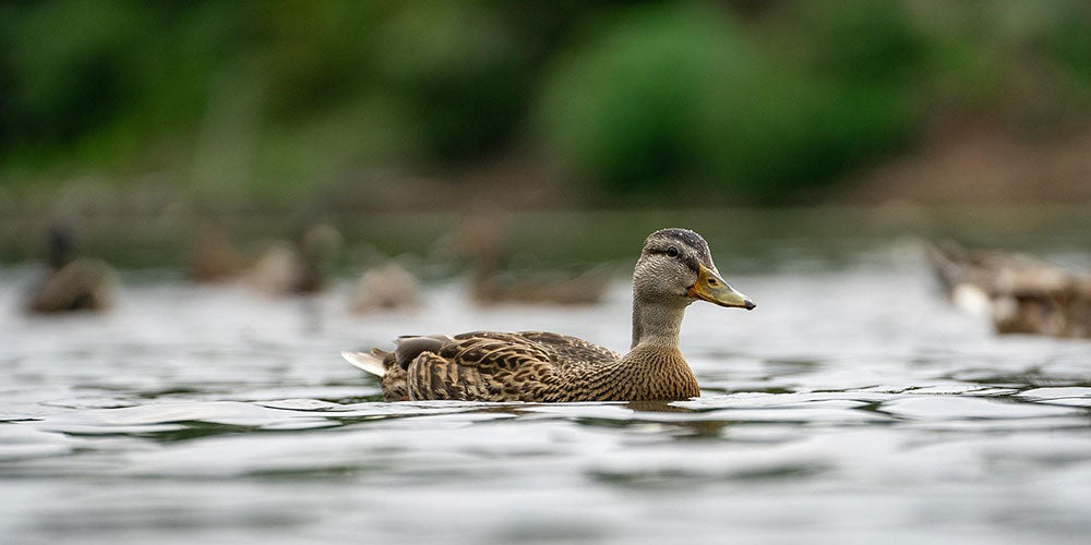 Get Ready for Duck Hunting Season: The Best Binoculars and Scopes for ...